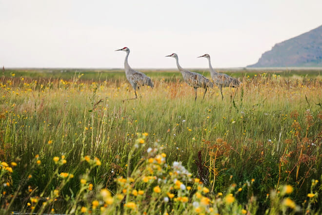 Santa Ana National Wildlife Refuge