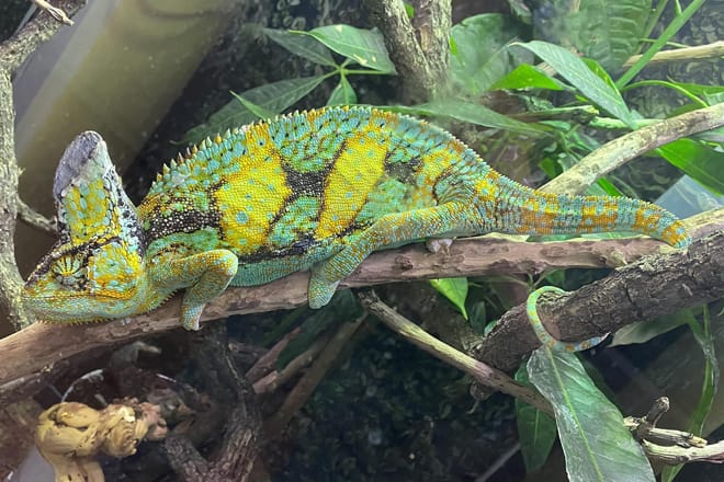 Santa Fe Reptile and Bug Museum