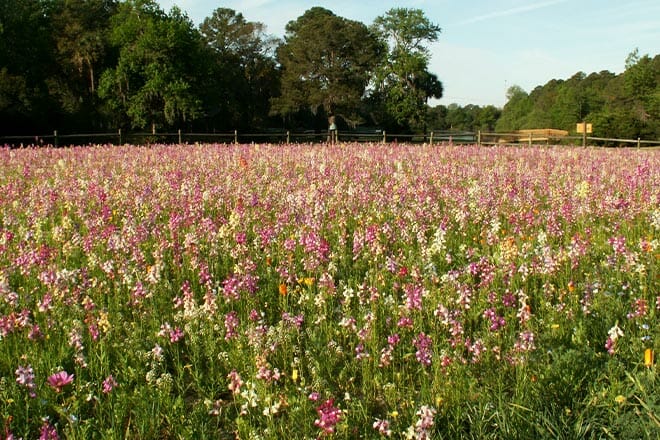 Sea Pines Forest Preserve