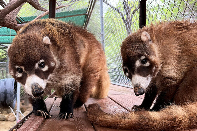 Southwest Wildlife Conservation Center