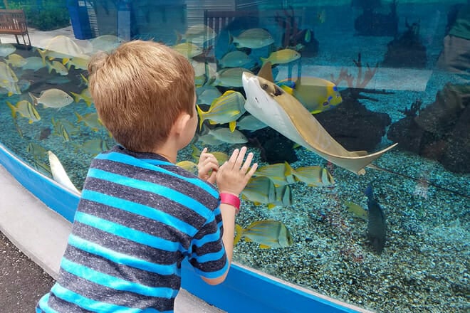 St. Augustine Aquarium