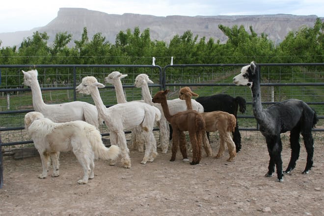 Suncrest Orchard Alpacas and Fiber Works