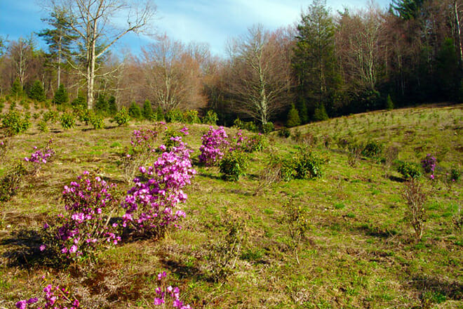 Swinging Bridge Farm