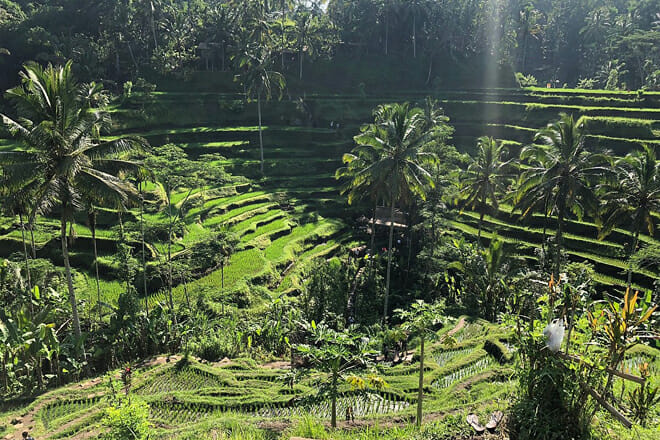 Tegalalang Rice Terrace