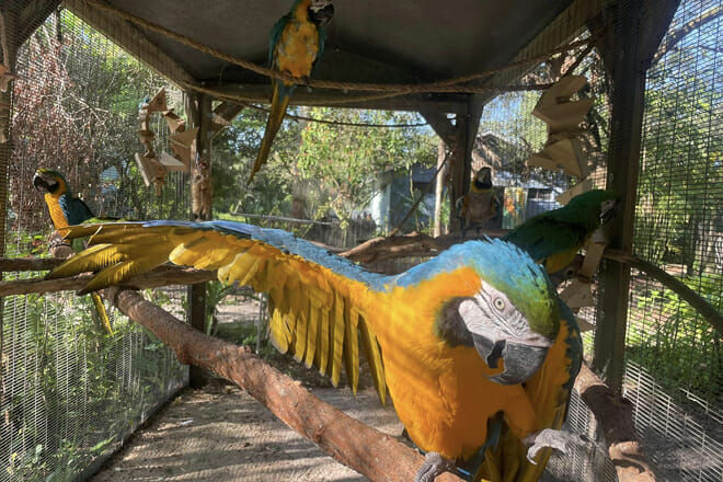 The Bird Gardens of Naples