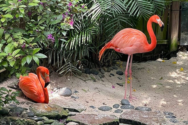 The Key West Butterfly and Nature Conservatory