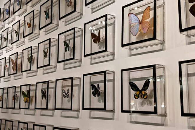 The Key West Butterfly and Nature Conservatory