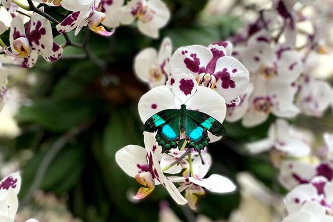 Tucson Botanical Gardens