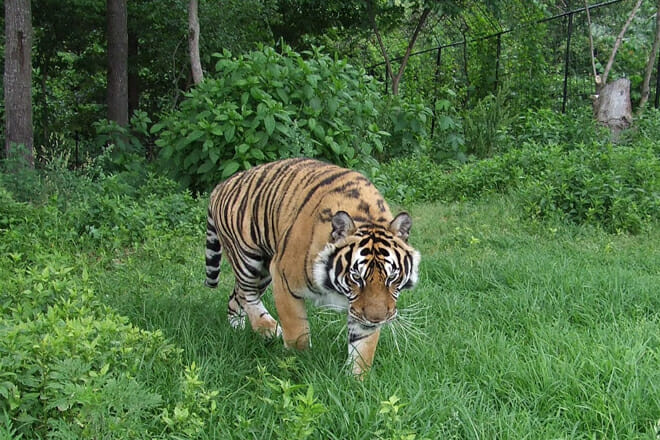 Turpentine Creek Wildlife Refuge
