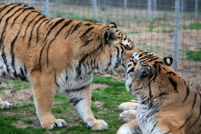 Turpentine Creek Wildlife Refuge