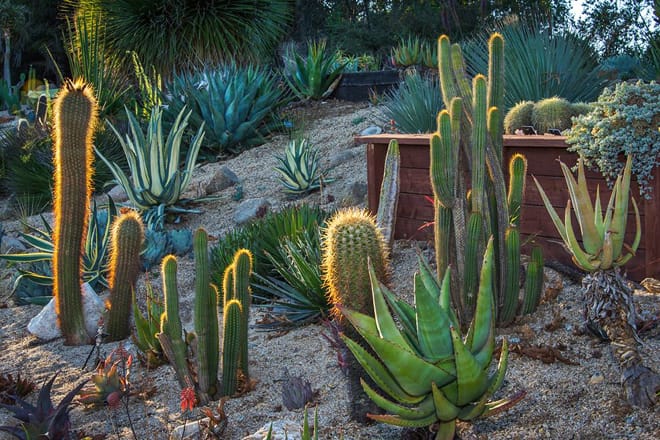 UC Santa Cruz Arboretum & Botanic Garden