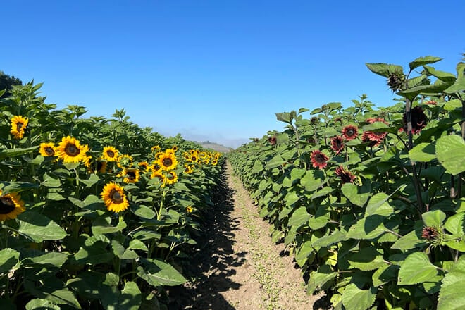 Underwood Family Farms