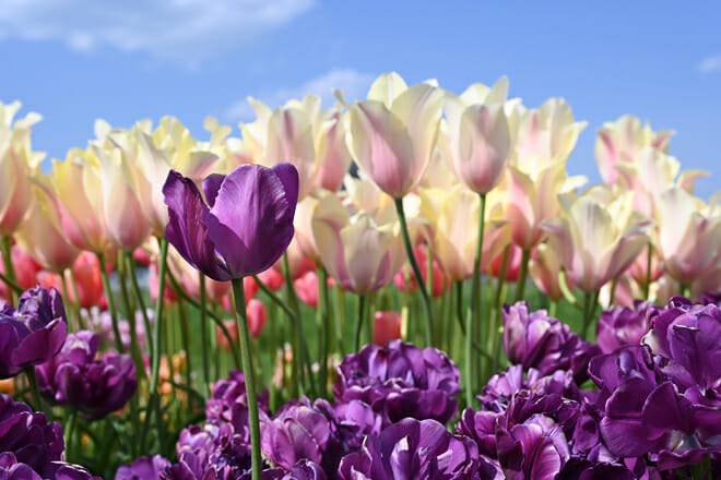 Wicked Tulips - Johnston, RI Farm