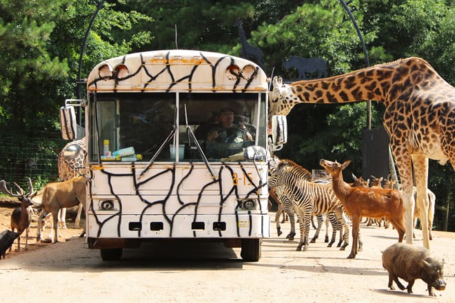 Wild Animal Safari