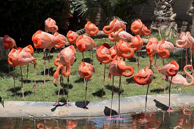 Wildlife World Zoo, Aquarium & Safari Park