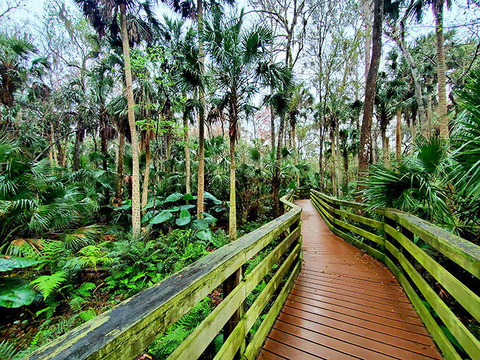 A wooden boardwalk winds through lush palm forests, creating a pathway into Florida's wild heart where adventure awaits around every bend.
