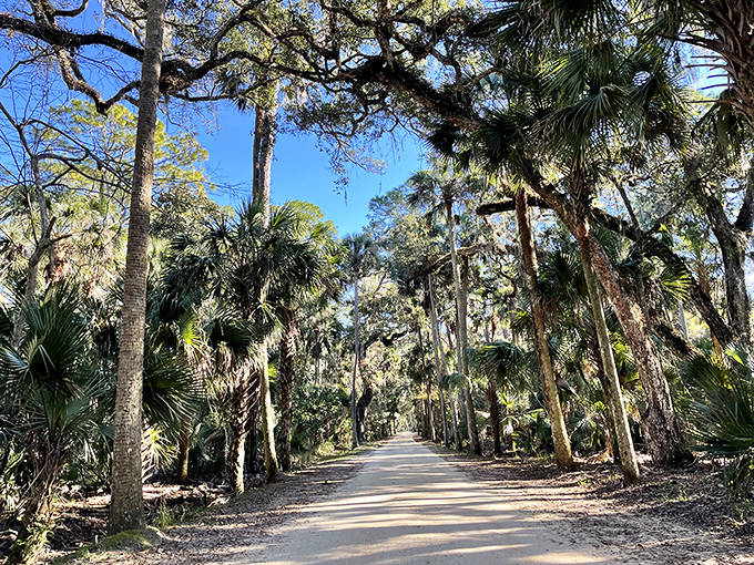 Nature's time capsule! This sun-dappled path through Bulow Plantation whispers stories older than your favorite vinyl records.