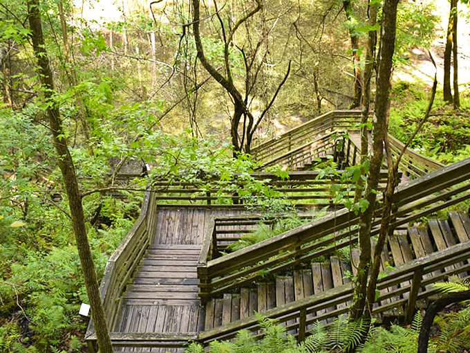 Wooden staircases that whisper "adventure awaits" as they wind through the lush Florida wilderness at Devil's Millhopper.