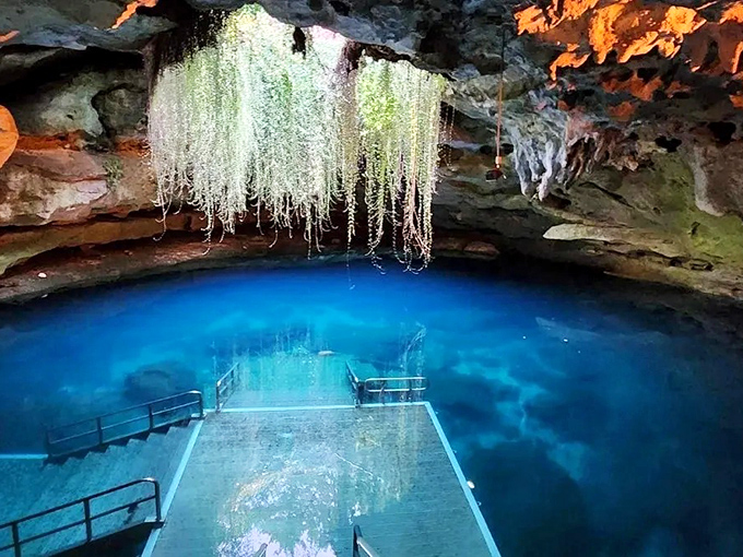 Nature's own light show: Ethereal blue waters glow beneath hanging roots in this prehistoric underground spring.