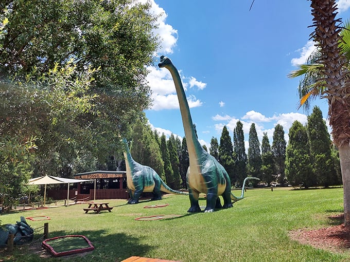 Gentle giants graze peacefully under Florida's blue skies, making you wonder if time travel might actually be possible.