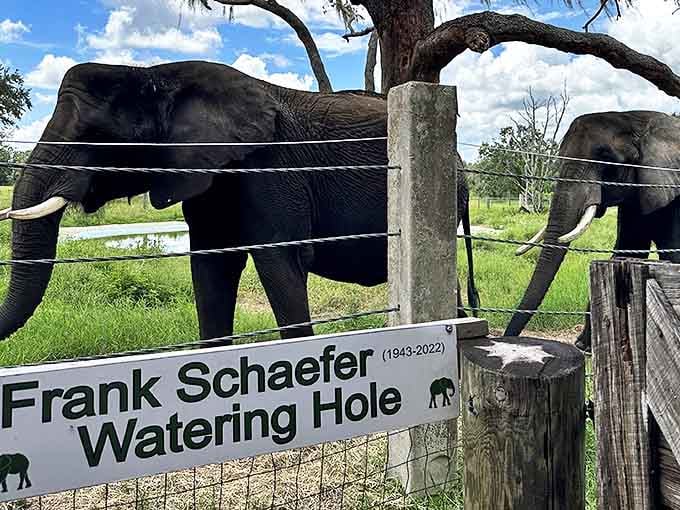 Gentle giants gather at the Frank Schaefer Watering Hole, where elephants quench their thirst and visitors quench their curiosity.