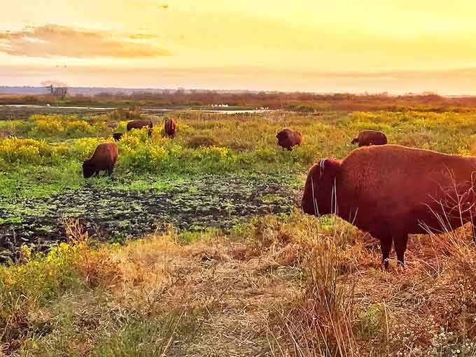 Majestic bison grazing at sunset &ndash; nature's own dinner theater where the actors have impressive hairdos and zero stage fright.
