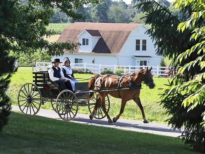 A glimpse into another world: Horse-drawn buggies and white farmhouses create a Pennsylvania postcard scene under swaying Florida palms.