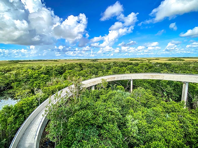 The curved observation tower walkway hovers above the Everglades like a concrete rainbow, promising panoramic views worth every step.