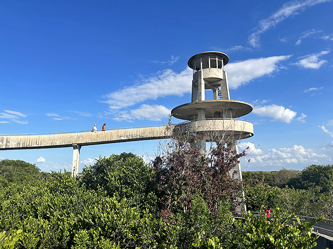 The Shark Valley Observation Tower stands like a concrete UFO that landed in the Everglades, promising views that'll make your Instagram followers actually jealous.