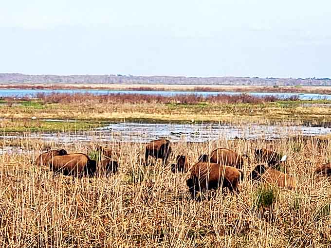 Wild bison create their own social network in the wetlands &ndash; no Wi-Fi required for these magnificent beasts.