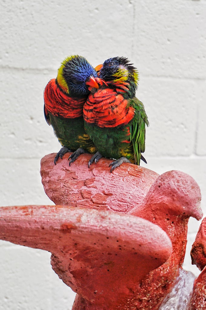 10. rainbow lorikeets