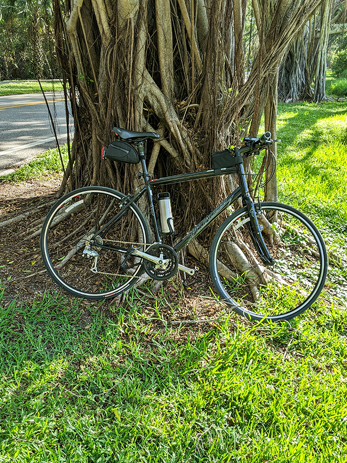 This bicycle takes a breather against nature's own bike rack&mdash;a testament to the versatility of banyan roots.