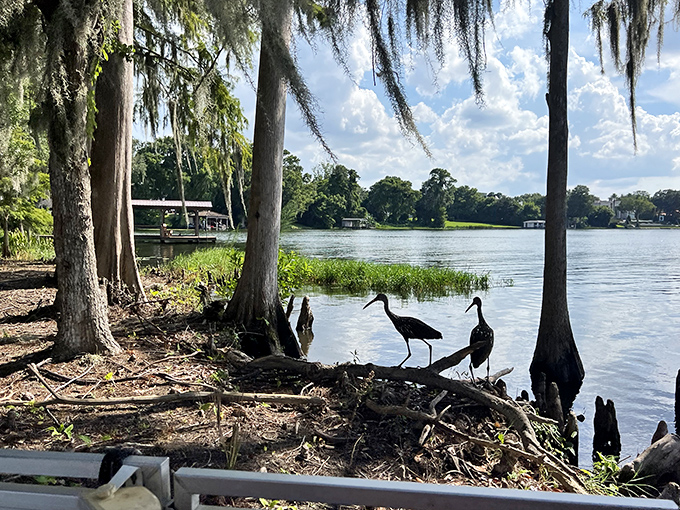 Nature's welcoming committee: Wading birds patrol the shoreline, completely unfazed by the passing boat of camera-wielding humans.