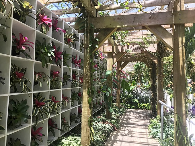 Wall-to-wall bromeliads create nature's most impressive vertical garden. Marie Selby's version of the plant equivalent to a walk-in closet.