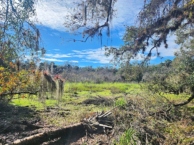 Spanish moss drapes these ancient trees like nature's own decorating committee decided to add some flair to the forest.
