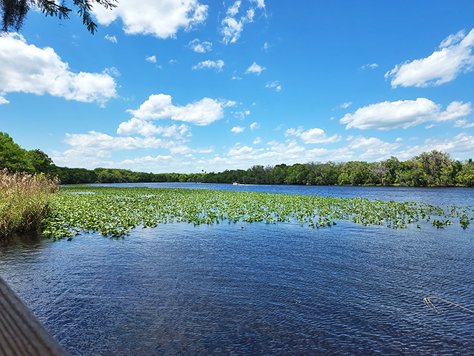 Water lilies dot the surface of the St. Johns River, adding splashes of green to the blue waters of Florida's longest river.