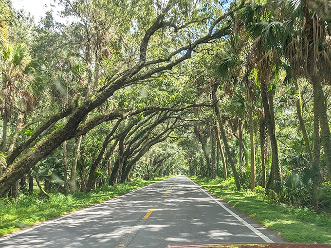 Morning light bathes the scenic highway in golden hues, transforming an ordinary drive into a journey through a landscape painting come to life.
