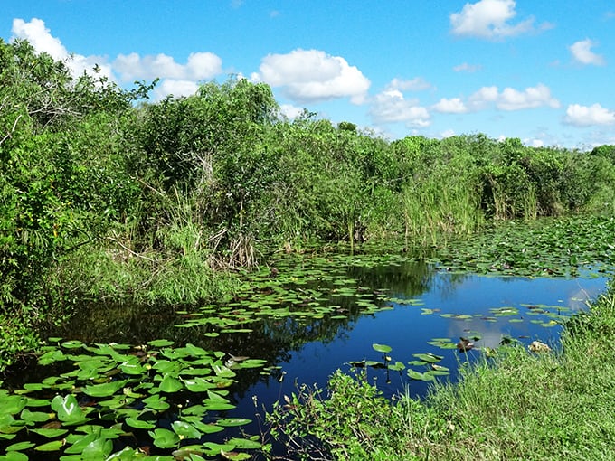 Lily pads dot the water like nature's stepping stones, creating a mosaic that would make Monet jealous.
