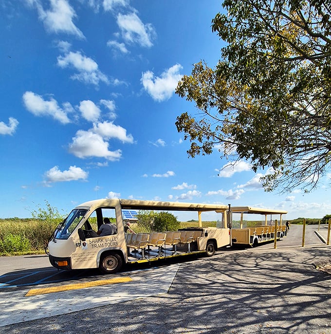 The Shark Valley tram offers tours for those who believe nature is best experienced with minimal personal exertion and maximum narration.