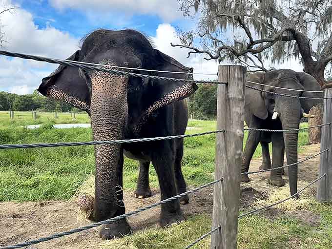 Two magnificent residents show off their impressive profiles, demonstrating why elephants have captivated human imagination for centuries.