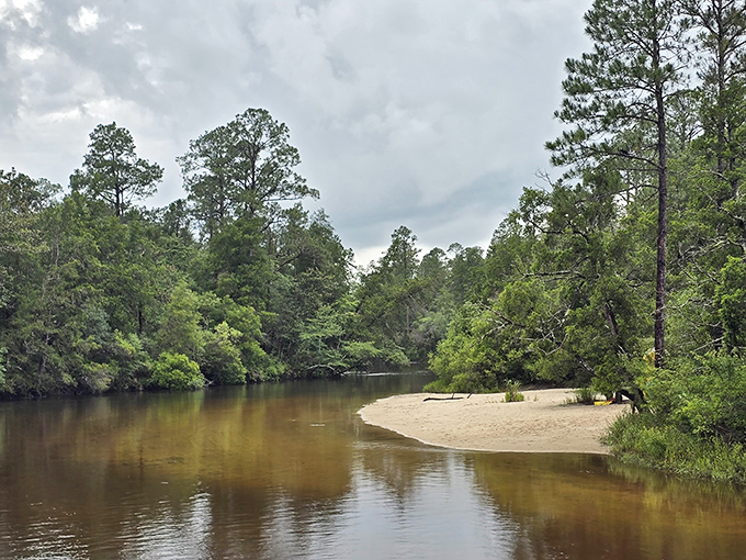 The Blackwater River winds through a pristine forest landscape, its sandy bottom and clear waters creating the perfect natural playground for paddlers and swimmers alike.