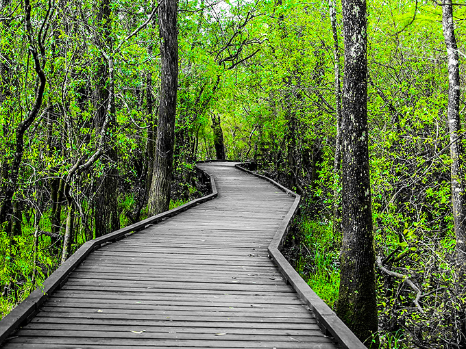 Sunlight filters through the longleaf pine forest at Blackwater River State Park, where a wooden boardwalk protects delicate ecosystems while guiding hikers through one of Florida's most beautiful forests.