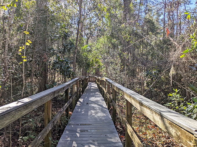 A wooden pathway through primeval Florida, where each step takes you deeper into a landscape that dinosaurs would recognize.