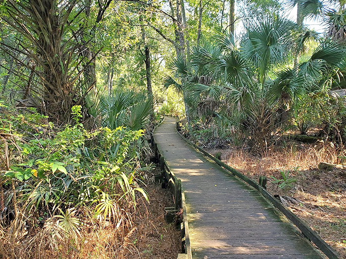 This elevated wooden pathway leads explorers through a botanical wonderland where every step reveals new Florida secrets.