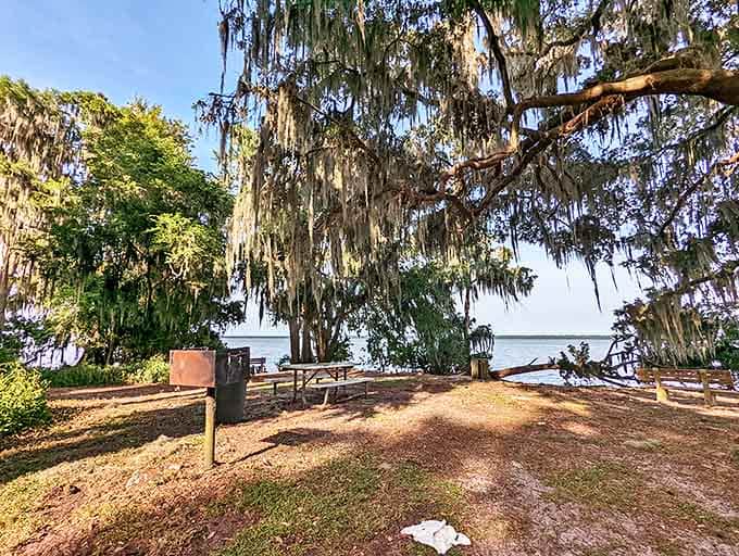 A picnic spot where Spanish moss provides the ambiance and the lake view doesn't charge extra.