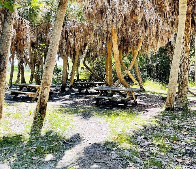 Picnic paradise: Dappled shade from ancient palms creates the perfect setting for midday meals between island adventures.