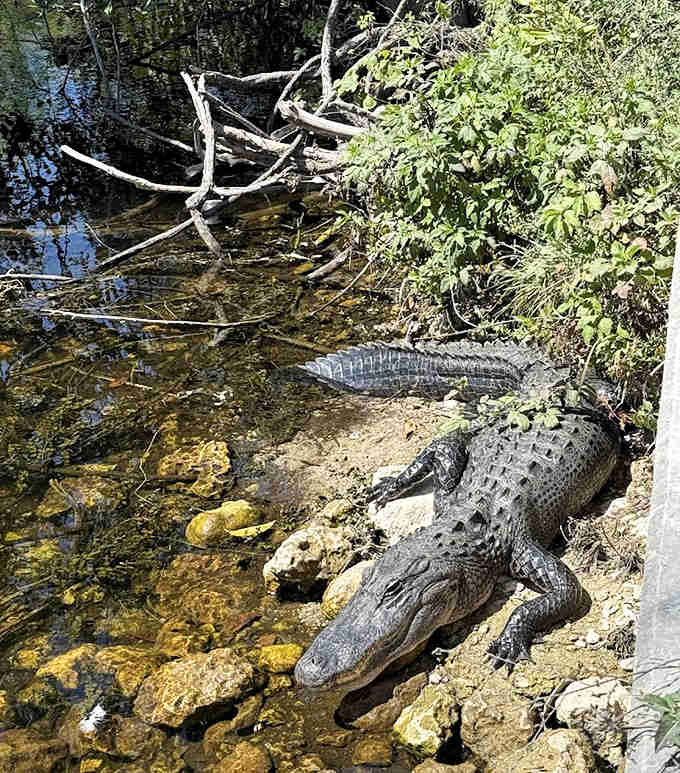 An alligator lounges by the water's edge, seemingly unbothered by passing vehicles on this wild Florida backroad.