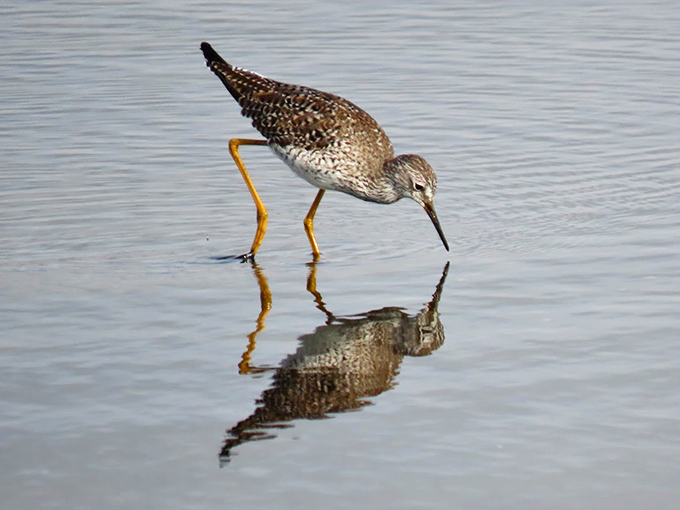 A delicate dance of reflection &ndash; this shore bird seems to be admiring itself while hunting for breakfast in Myakka's clear waters.