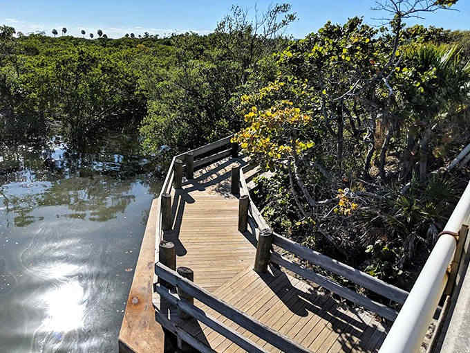 A wooden boardwalk winds through mangrove wetlands, offering dry passage through nature's nursery where tomorrow's ocean residents begin their journey.