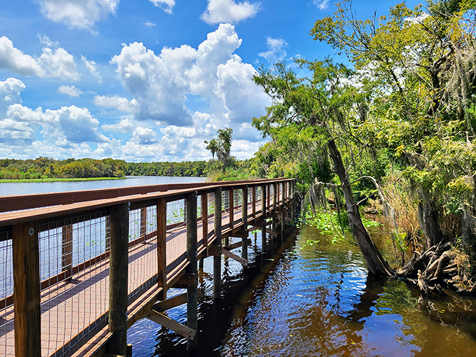 Reflections dance on still waters beneath the boardwalk, doubling the beauty of this pristine Florida ecosystem.
